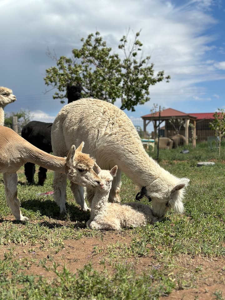 40 Alpacas And A Charming Farm Cabin - Monticello, UT