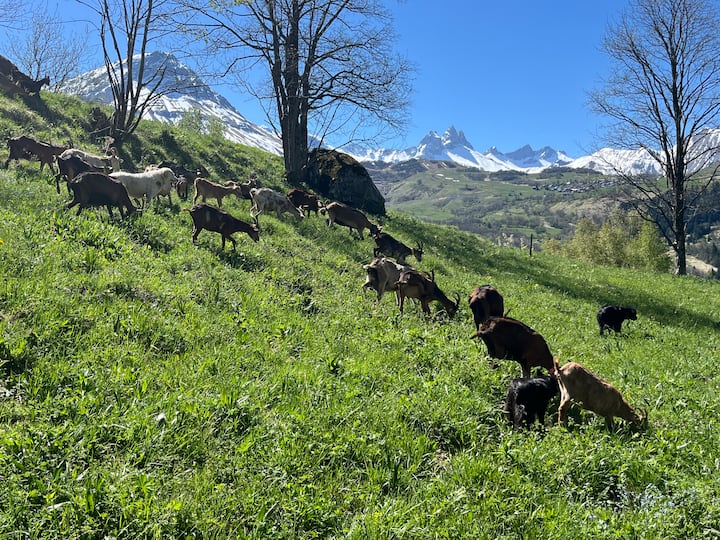 Au Milieu Des Chèvres Et Des Stations - Saint-Jean-d'Arves