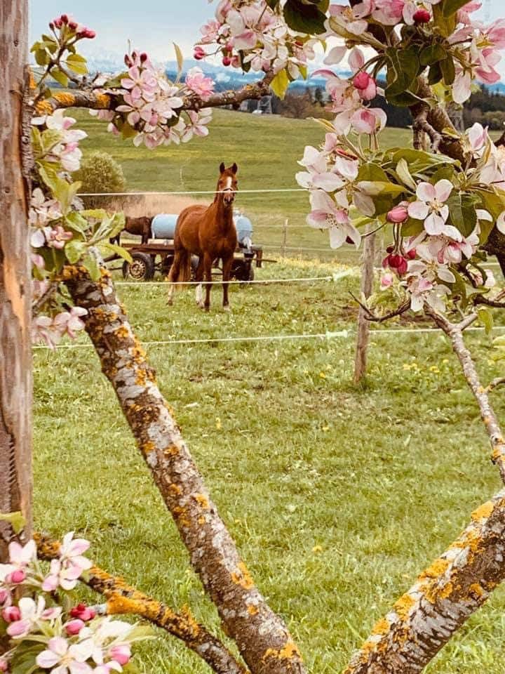 Traumhaft Gelegene Ferienwohnung Auf Dem Pferdehof - Durach