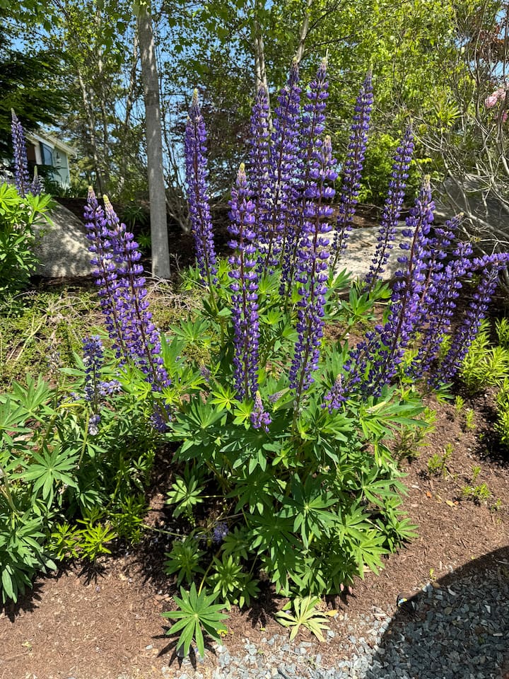 The Meadow Duplex - Southwest Harbor, ME
