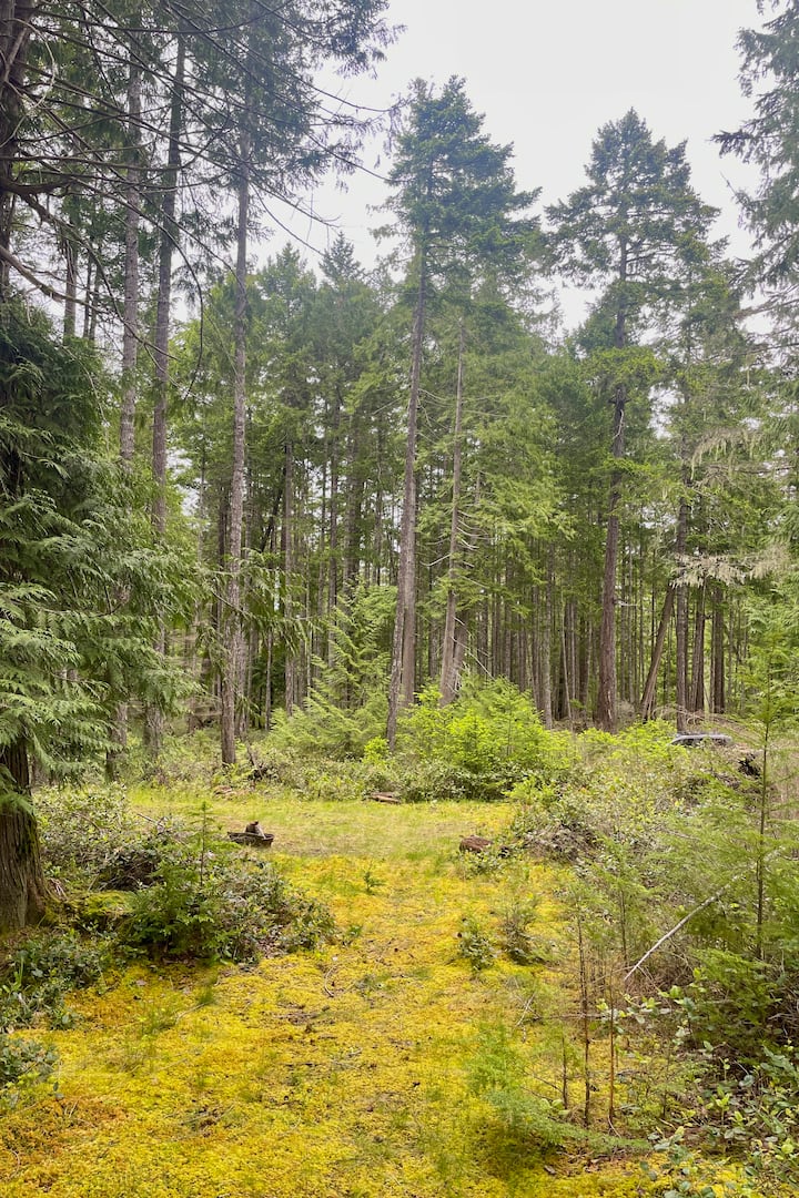 Denman Island Forest Camping - Vancouver Island