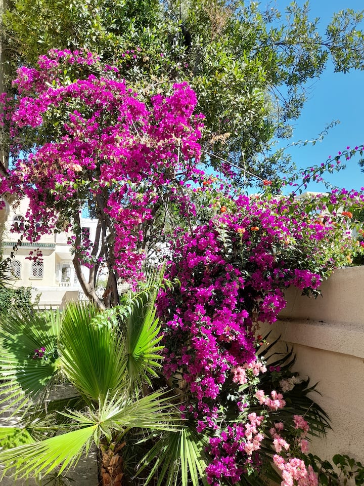 Maison Aux Oliviers - Marsa