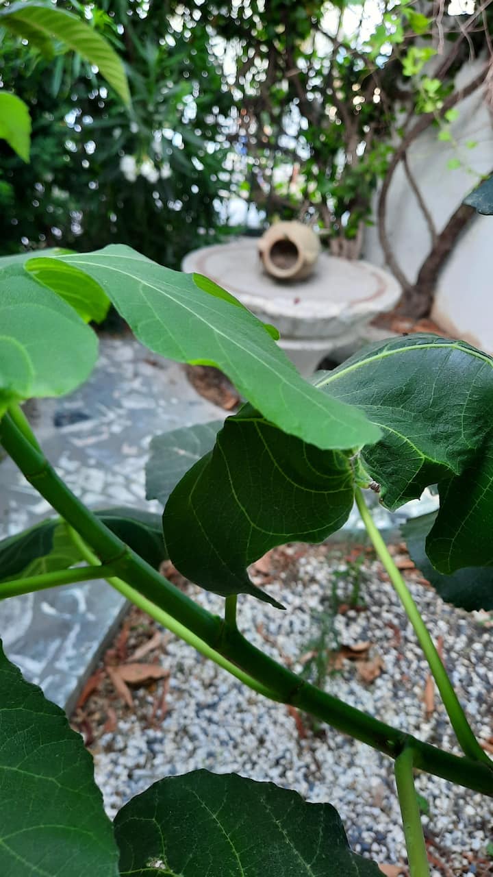 La Marsa Best Location, Seafront, Green Heaven - Tunisia