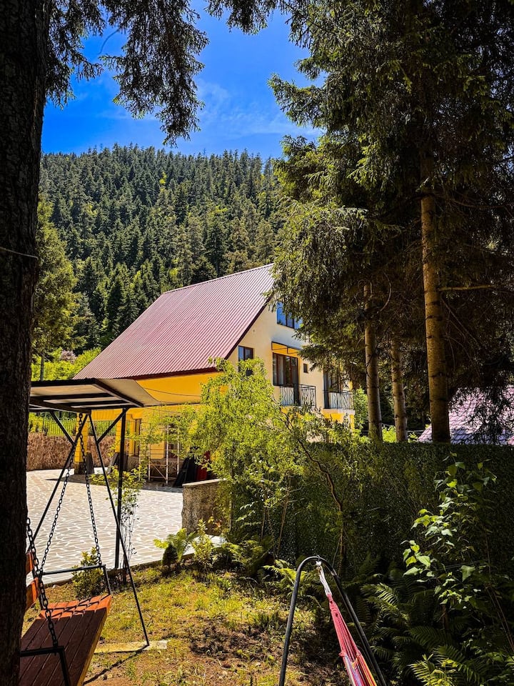 Forest Echo - Georgien