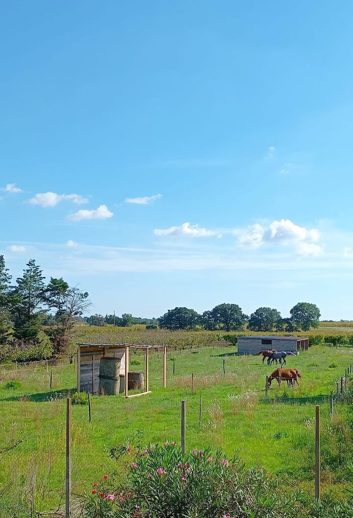 Havre De Paix Aux éCuries + Pension De Vos Chevaux - Saint-Gilles