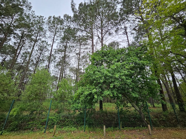 Vacances Au Bassin D'arcachon - Gujan-Mestras