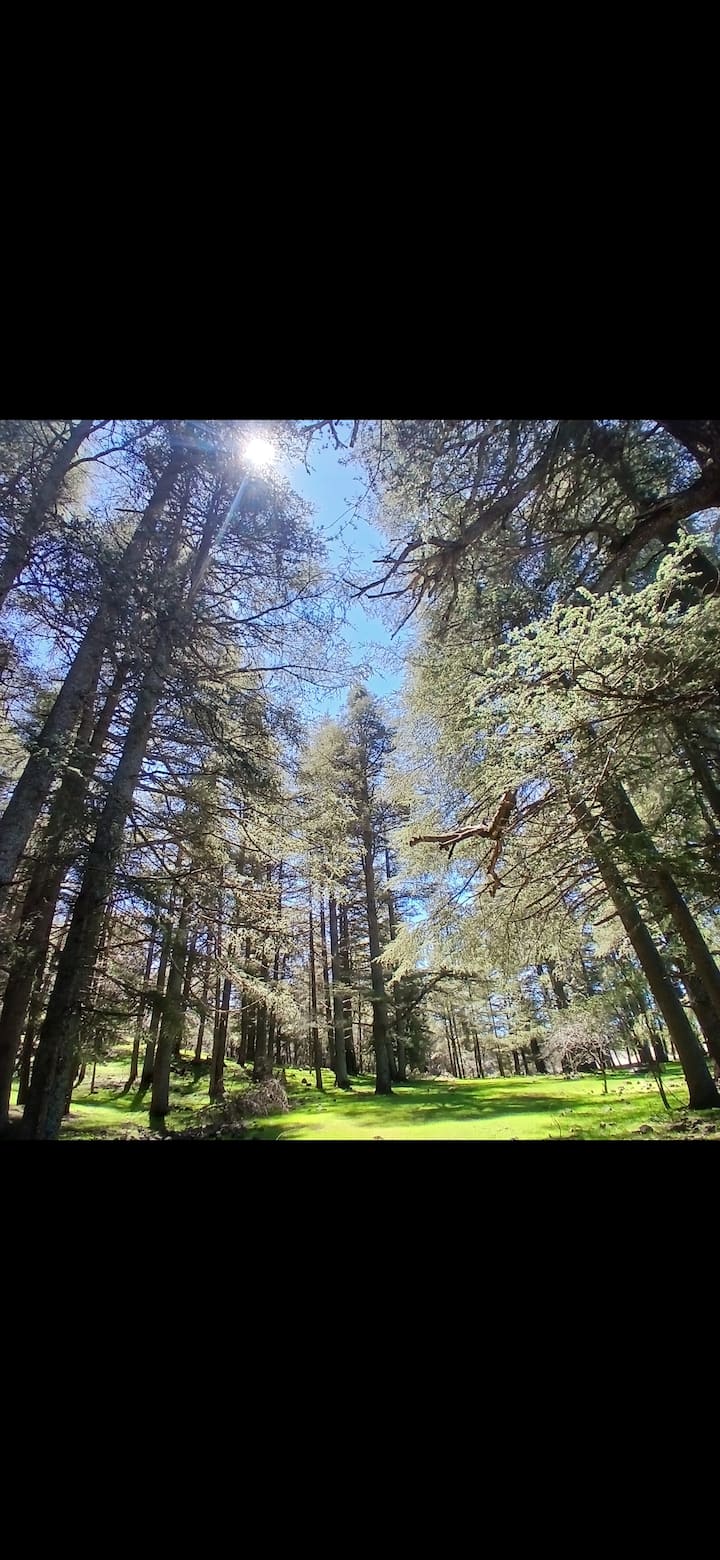 Cozy Forest Escape+calm Stay Near Cedar Trees. - Marokko