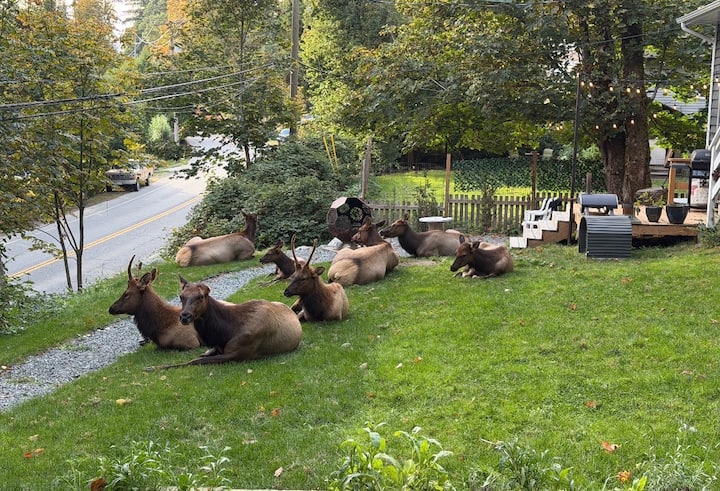 Cozy Youbou Suite Where Elk Visit The Backyard! - Vancouver Island