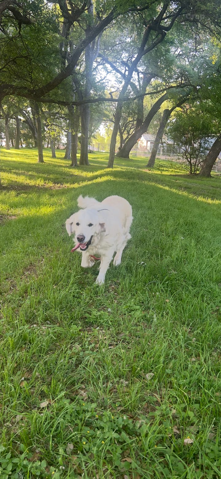 Give Your Dog A Vacation ! - San Marcos, TX