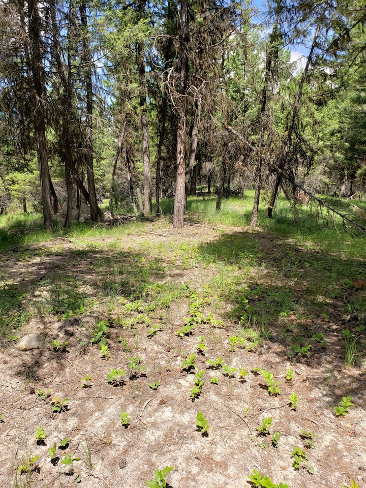 Rustic Camp Space Nestled Back - Eureka, MT