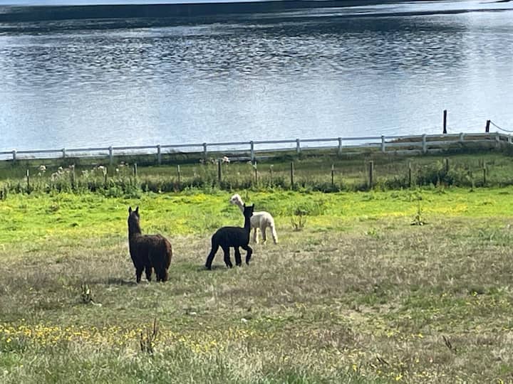 Oceanfront Alpaca Lodge - Shelton, WA