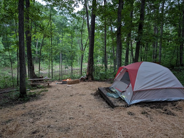 Firefly Forest: Tent Site #1 - Athens, OH