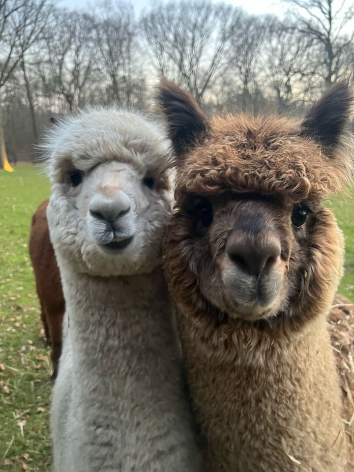 Snippenbosch Guesthouse - Keukenhof, Beach, Woods - Zandvoort