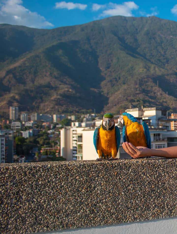 Vista Al ÁVila · Terraza Ph · Los Palos Grandes - Caracas
