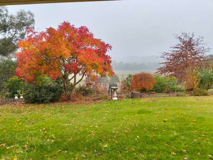 Above The Mist Dexters - Yarra Glen