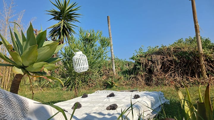 Relaxed Beach Farm For Groups - Alentejo