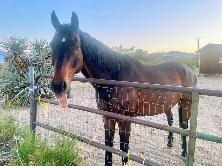 5 Acre Ranch/hot Tub/pets Ok/gated/mtn Views - Morongo Valley, CA