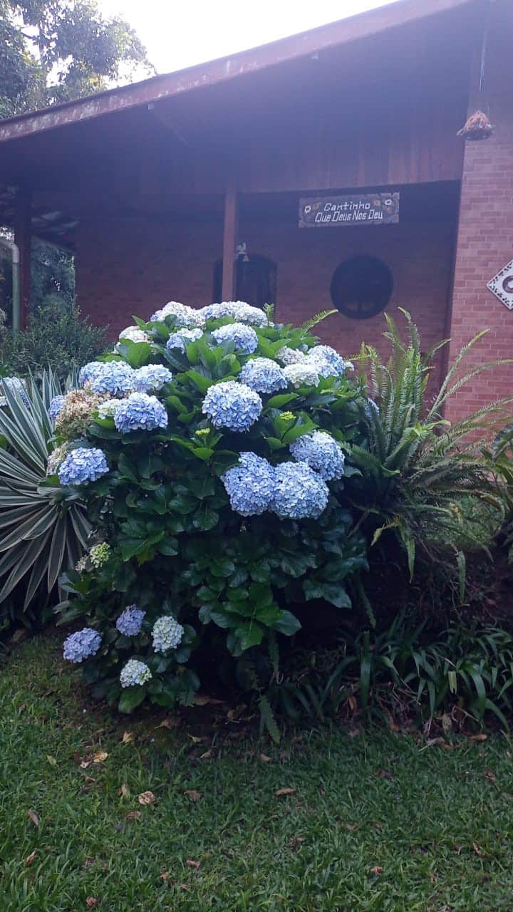 Casa Da Roça E Floresta, Recanto Shalom. - Santo Antônio do Pinhal