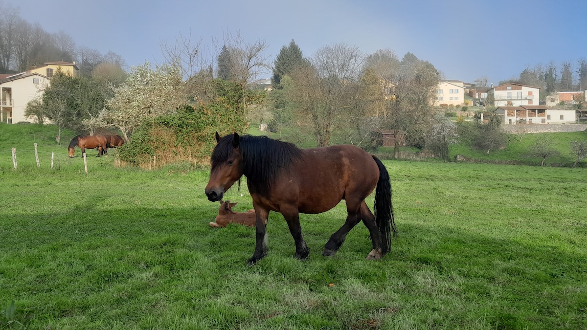 Alquiler Casa - Casas en renta en Foix, Occitania, Francia - Airbnb