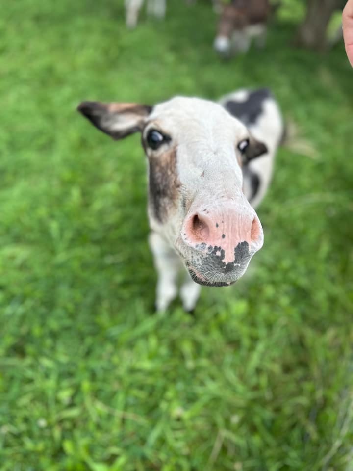 Country Farm Cottage - Navarre, OH