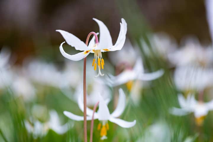 Fawn Lily Inn - Hornby Island