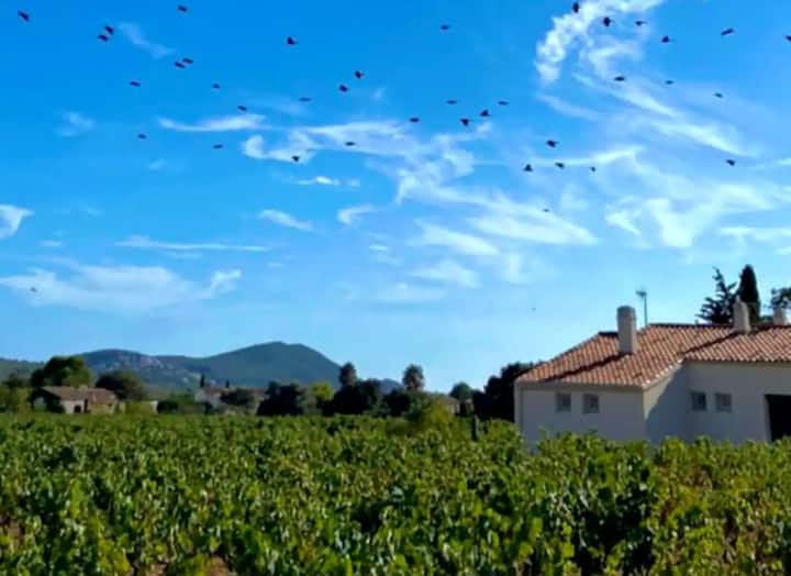 Villa Au Cœur Des Vignes Avec Terrasse - Saint-Cyr-sur-Mer