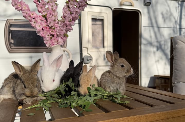 The Forest Nest – Peace, Animals & Pond Views - Roumanie