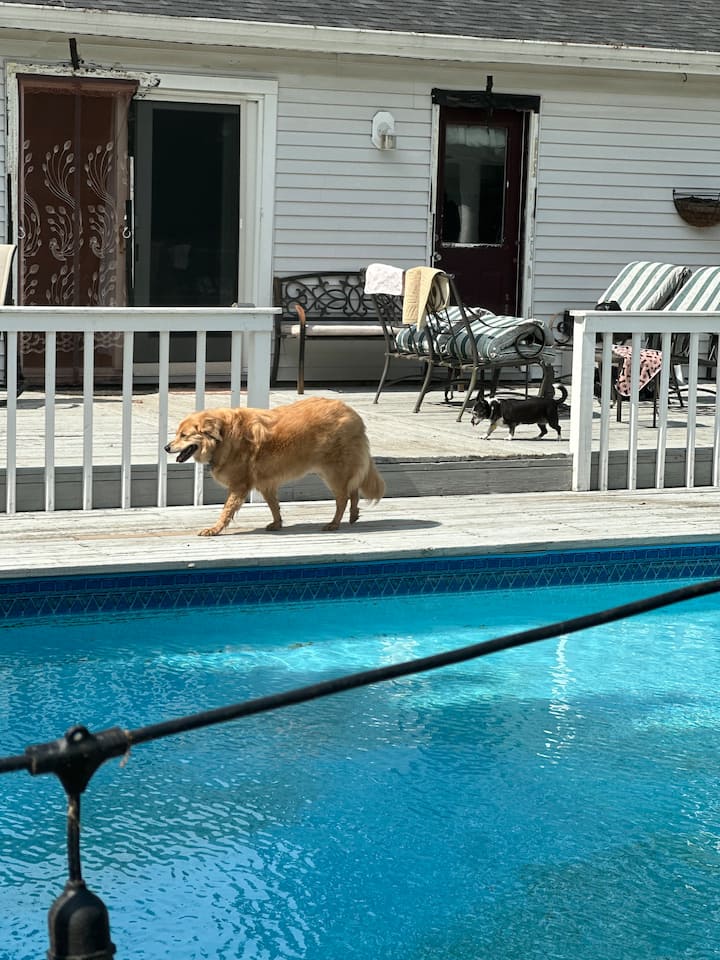 Must Love Dogs - Splish Splash Water Park, Calverton