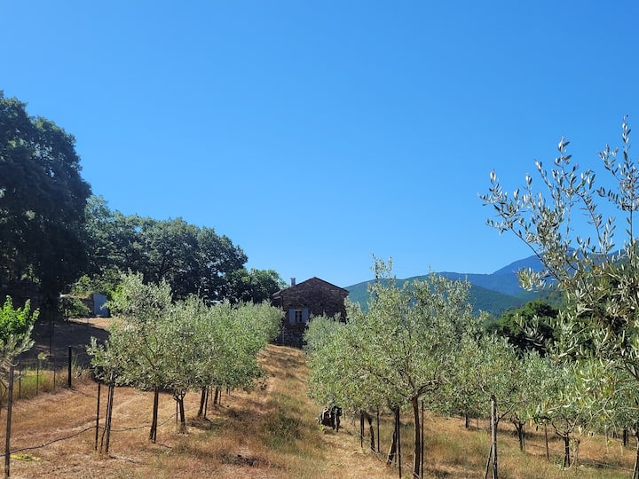 Maison Atypique Avec Dépendance - Venaco