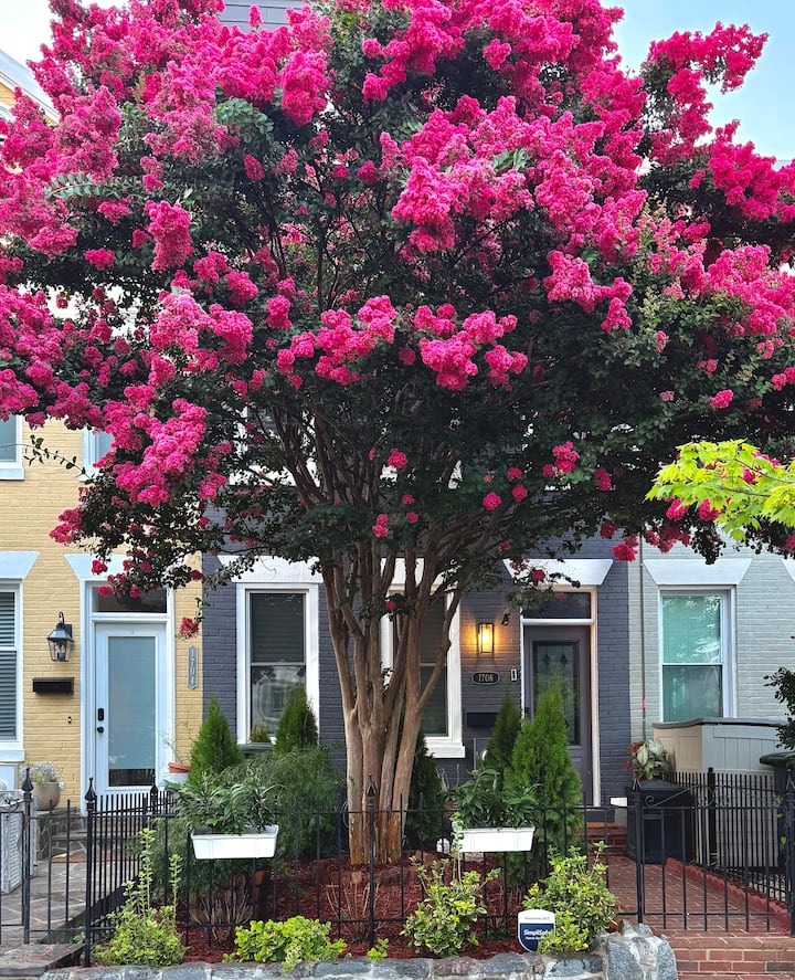 Capitol Hill B&b-steps To Metro, Dining, & Museums - Washington, D.C.