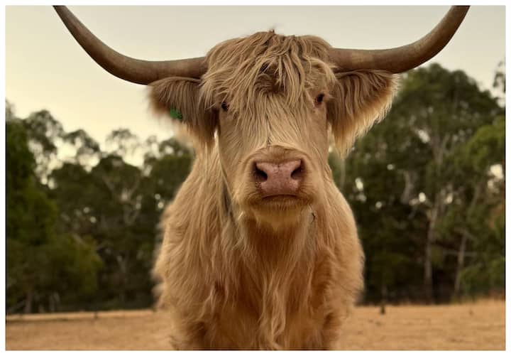 Adelaide Hills Farm Stay - Birdwood