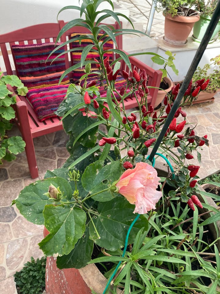 Family House Frantzeskakis 4 Apartment Eleni - Palaiochora