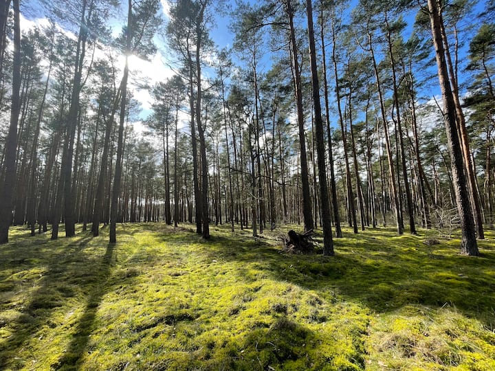 Waldgrundstück Pachtwald / Bushcraft Survival Wald - Havelberg