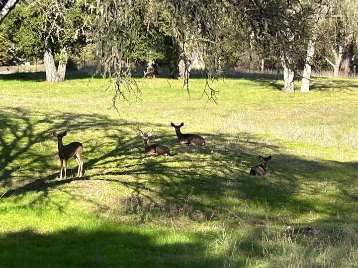 Oasis In The Oaks - Santa Margarita, CA