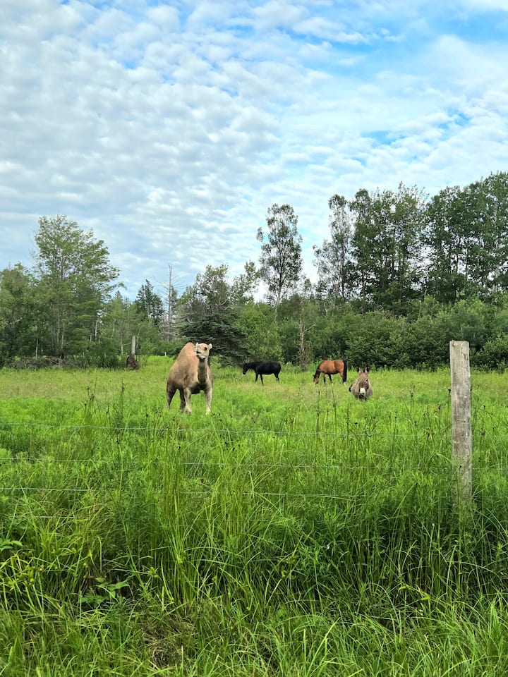 Llamazing Off Grid Experience! - Île-du-Prince-Édouard