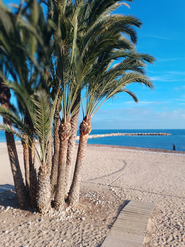 Vista De Las Palmeras - Santa Pola