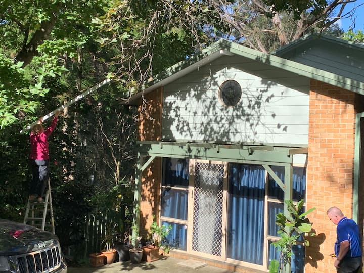 Lower Turpentine Grove - Springwood