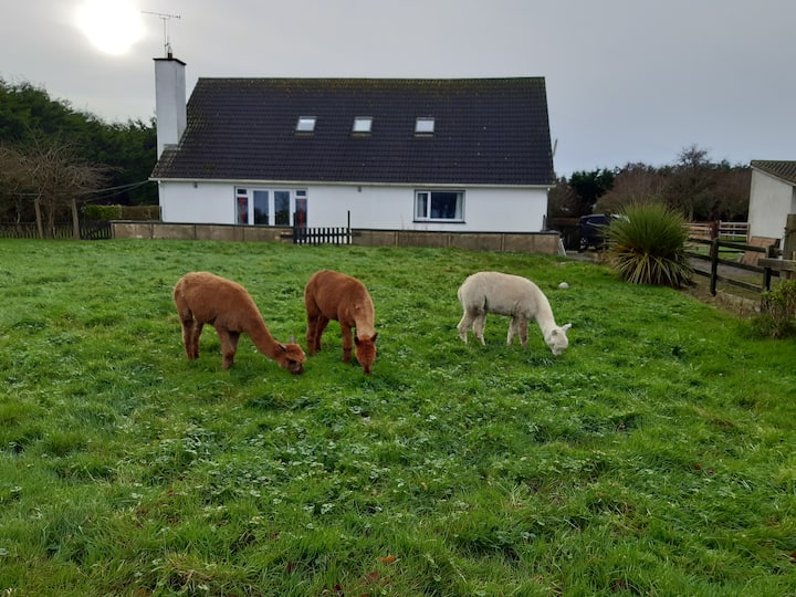 Self Catering Studio. - Rosslare Harbour