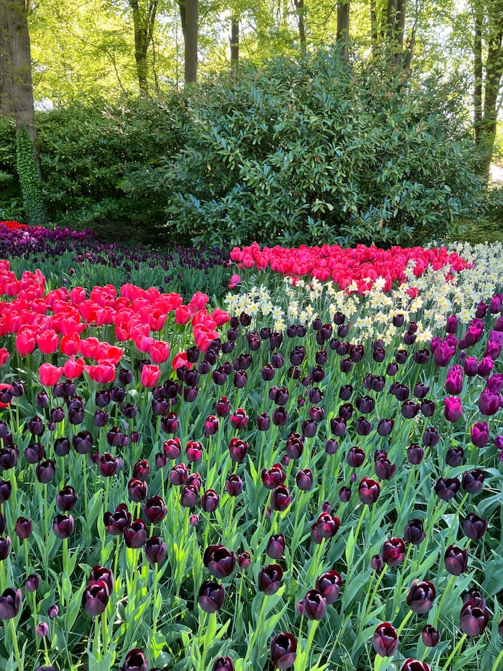 Woning Nabij Keukenhof En Strand - Lisse