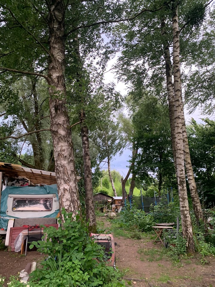 Chaotische Ruhe In Der Natur - Munich
