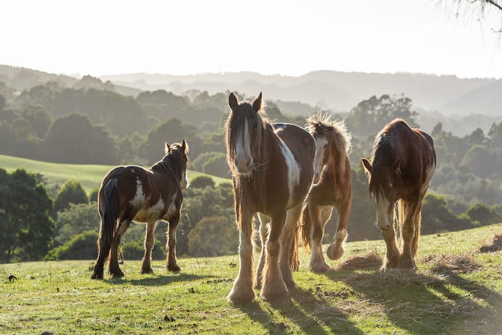 Arion Park Clydesdale Farmstay - Australia