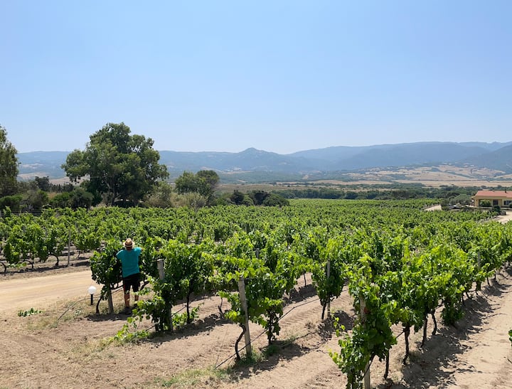Monolocale Tra Le Vigne - Portobello