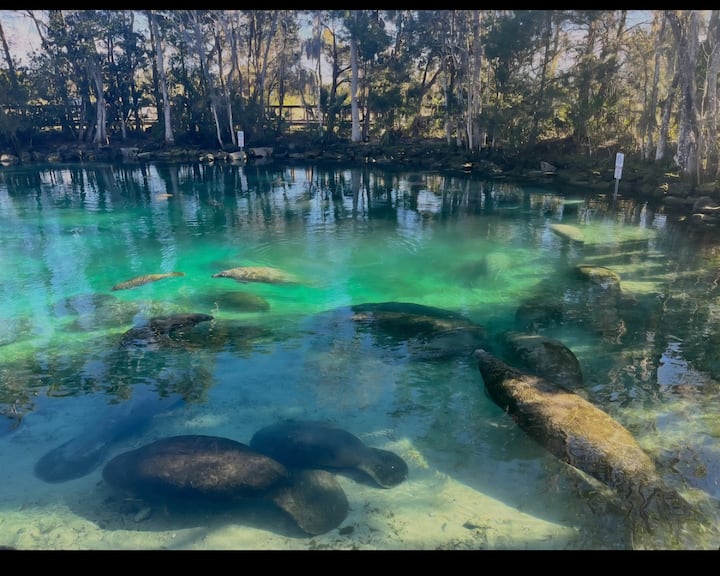 Welcome To "Manatee Meadow" - Inverness, FL