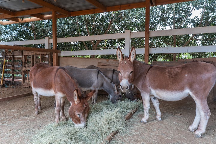 Donkey Encounter, Farm Stay, Near Wine Country - California