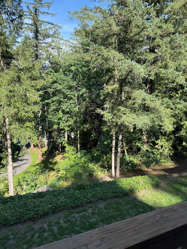 Spruce, At The Cedars - Chilliwack