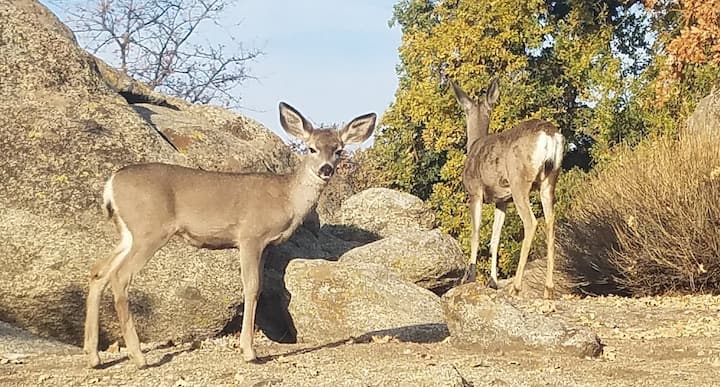 Private Cottage Quiet & Peaceful #2 - Tehachapi, CA