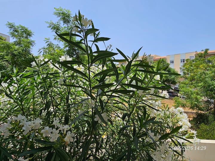 !Candiya Apartment In Calm Neighborhood Montenegro - Faro