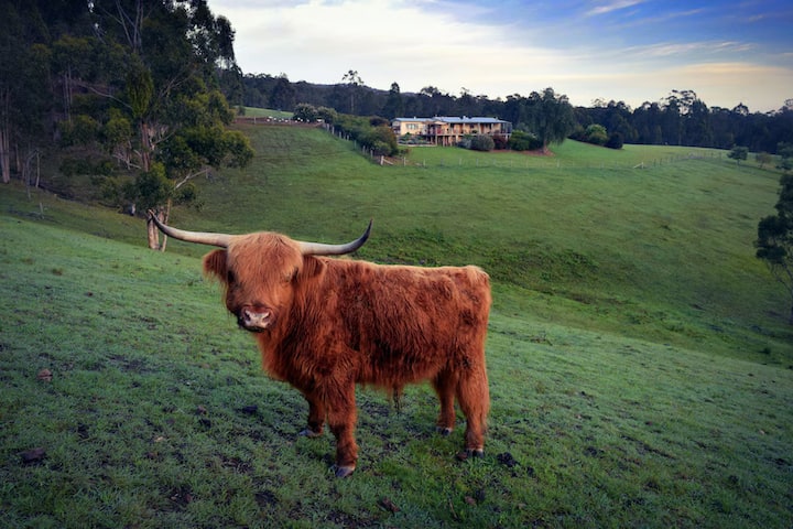 Hunter Valley Olive Farm Retreat - Paxton