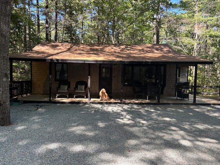 Within The Pines - Maine