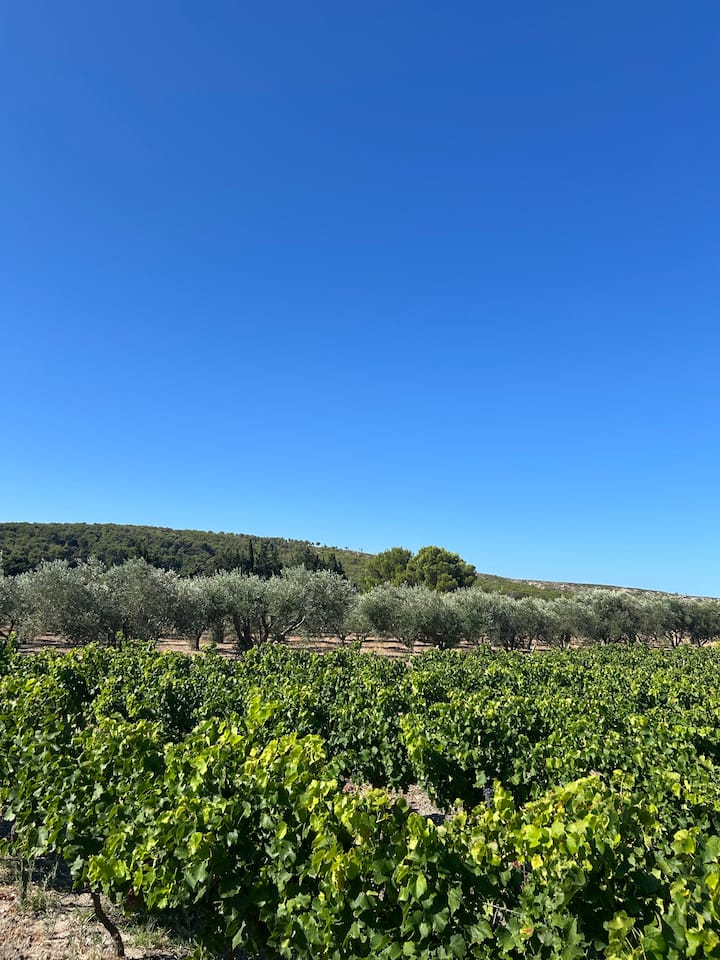 Entre Mer Et Vignes - Martigues